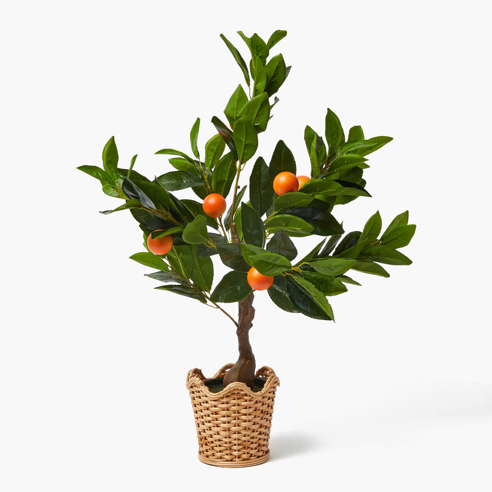 Clementine Tree